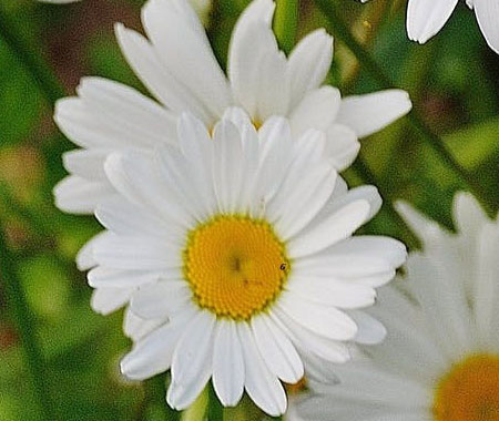 Gallery - New Fangled Miniplex